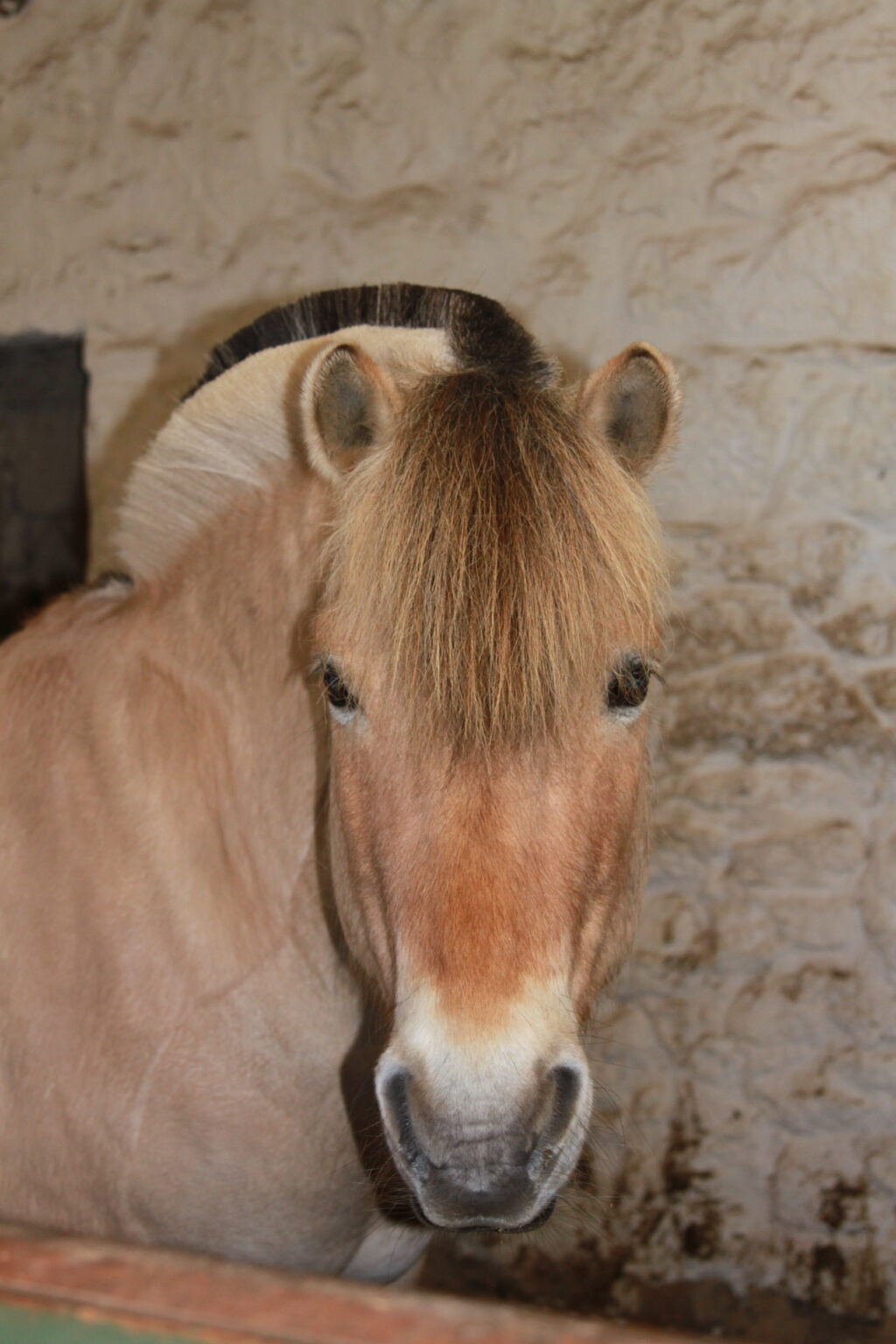 Tony - Gordon RDA | Inverurie, Aberdeenshire